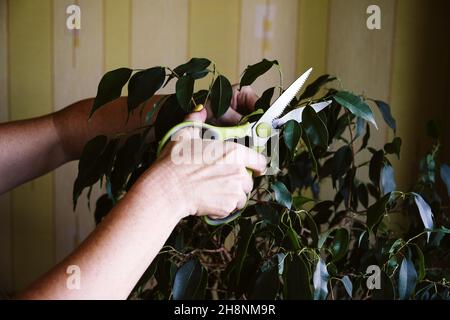 Woman cutting leaves of ficus tree on shelf near green wall, closeup ...