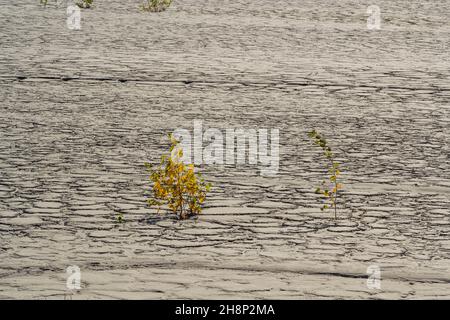 Onaping Area Mines/Mill Tailings Management System- Final Effluent ...