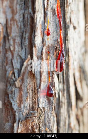 Italy, Lombardy, Bald Cypress Tree Resin Drops Stock Photo - Alamy