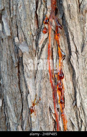 Italy, Lombardy, Bald Cypress Tree Resin Drops Stock Photo - Alamy