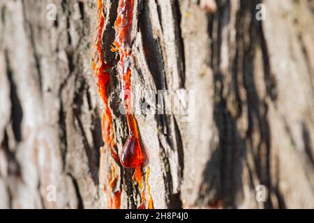 Italy, Lombardy, Bald Cypress Tree Resin Drops Stock Photo - Alamy