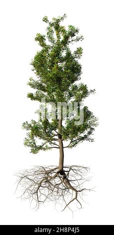 Tree roots very small Stock Photo - Alamy