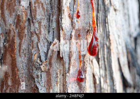 Italy, Lombardy, Bald Cypress Tree Resin Drops Stock Photo - Alamy