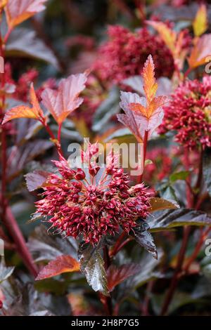 Physocarpus opulifolius Red Baron, otherwise known as Ninebark, flower ...