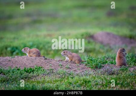 Little herbivorous burrowing rodents in the grassland of the preserve ...