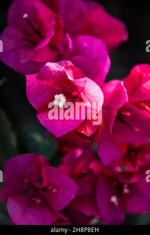 A blooming ostrich plume highlights the view of nature at the island ...