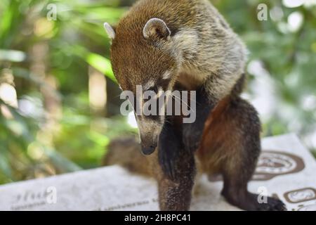 Mexican coati detail Stock Photo - Alamy