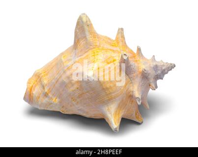 Pink and white conch shell on beach amongst shells and rocks. Antigua ...
