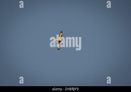 Tranquil scenery of a hawk flying high in the blue sky Stock Photo - Alamy