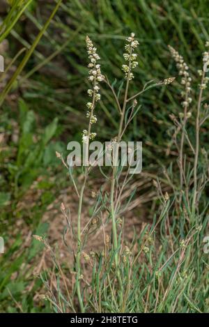 Pyrenean Mignonette, Reseda glauca in flower on acid scree, Pyrenees ...