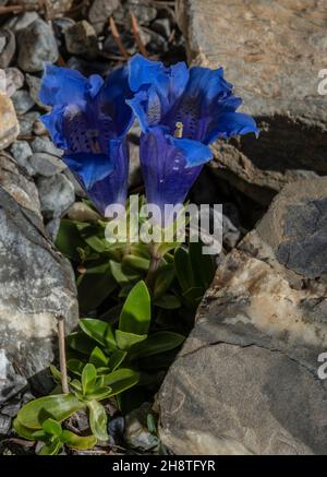 Pyrenean Trumpet Gentian, Gentiana occidentalis, in flower in the ...