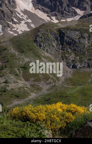 Mountain broom, Cytisus oromediterraneus, in flower. Pyrenees Stock ...