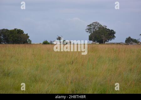 Savannah, Pongara National Park , Gabon, Central Africa Stock Photo - Alamy