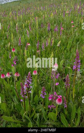 Exceptional mountain orchid meadow Stock Photo - Alamy
