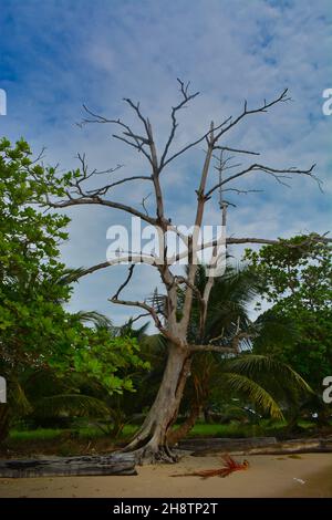 Kevazingo in Gabon beach , Africa Stock Photo - Alamy