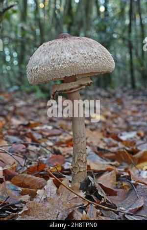 Stinking Dapperling - Lepiota cristata Stock Photo - Alamy