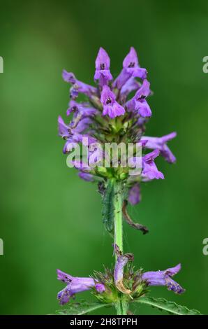 Portrait of betony in flower Stock Photo - Alamy