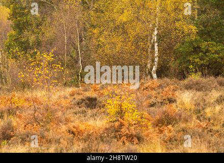 Autumn at RSPB Budby South Forest, Nottinghamshire England UK Stock ...