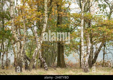 Autumn at RSPB Budby South Forest, Nottinghamshire England UK Stock ...