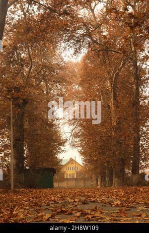 Golden yellow foliage of Chinar tree with carpet of dried leaves during ...
