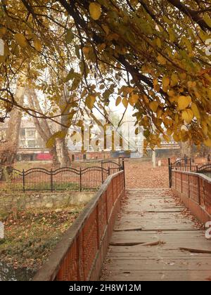 Golden yellow foliage of Chinar tree with carpet of dried leaves during ...