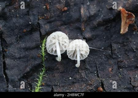 Mycena cyanorrhiza, known as blue-footed mycena, wild mushroom from ...