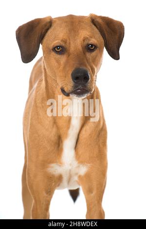 Big cross breed dog isolated on white Stock Photo - Alamy