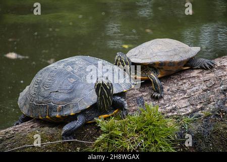A closeup shot of two pond sliders (Trachemys scripta Stock Photo - Alamy