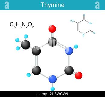 Chemical structure of Thymine (T Stock Vector Image & Art - Alamy