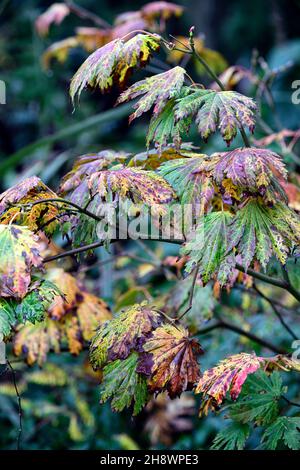 acer japonicum aki-hi,autumn foliage,autumn leaves,colour,color,colours ...