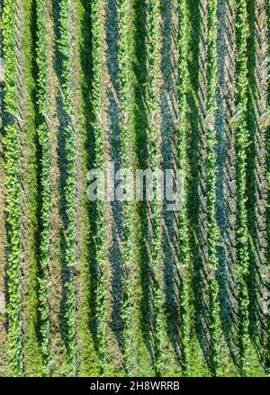 Green fresh vineyard and U-turn of the road near Ruedesheim, Rheinland ...