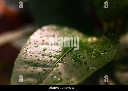 Freshly fallen raindrops refresh the leaves of plants in a vegetable ...