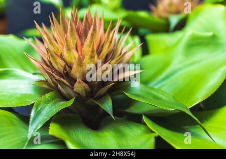 Close-up of a bromeliad rosette with pink-edged, sword-shaped green ...