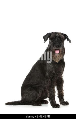 Medium schnauzer dog isolated on white Stock Photo - Alamy