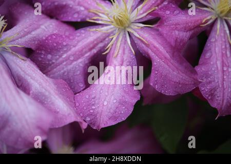 Clematis flower after the rain with water droplets on the flower petals ...