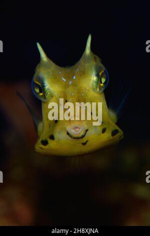 Kuhfisch, Langhornkofferfisch, Gehörnter Kuhkofferfisch, longhorn ...