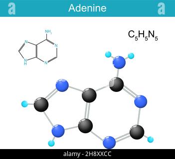 Chemical structure of Adenine (A Stock Vector Image & Art - Alamy