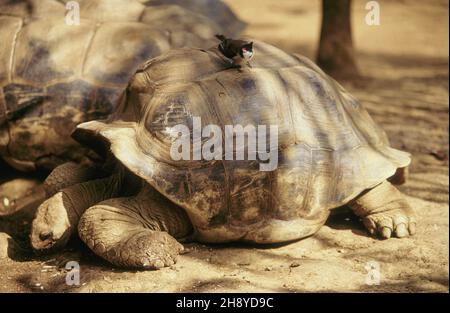 Giant Red Mite Stock Photo - Alamy