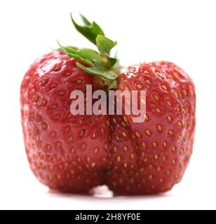 Ugly organic heirloom home grown strawberries isolated on White ...