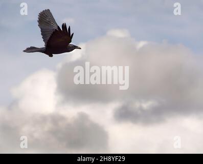 A common raven (Corvus coral) in flight over Santa Fe, New Mexico Stock ...