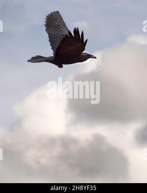 A common raven (Corvus coral) in flight over Santa Fe, New Mexico Stock ...