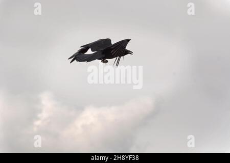 A common raven (Corvus coral) in flight over Santa Fe, New Mexico Stock ...
