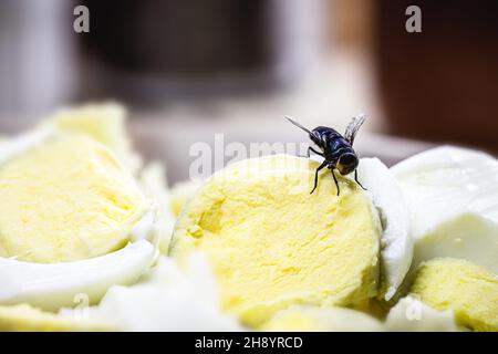infestation of flies on food, rice and rotten eggs, insects indoors ...