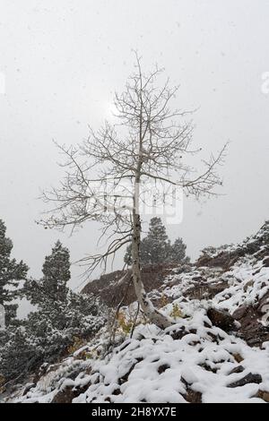 Lone Tree, Canyon, Mountains, Winter, Capitol Reef National Park, Utah ...