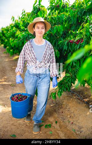 Woman carrying bucket with sweet cherry Stock Photo - Alamy