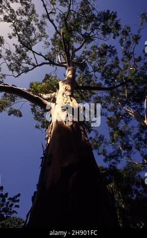Eucalyptus saligna, commonly known as the Sydney blue gum or blue gum ...