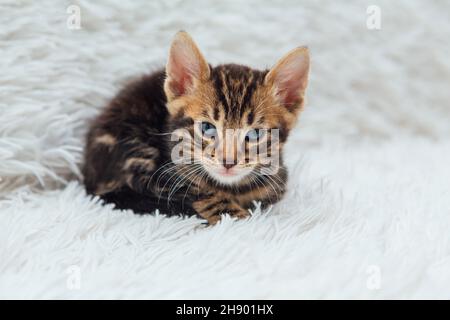 Little marble bengal kitten on the white fury blanket Stock Photo - Alamy
