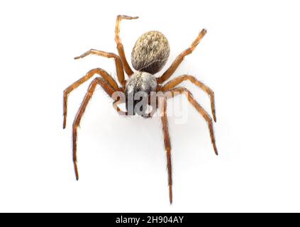 Grey House Spider (Badumna longinqua Stock Photo - Alamy