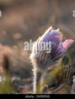A pulsatilla flower waking up in the morning light after a frosty night ...