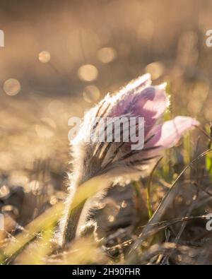 A pulsatilla flower waking up in the morning light after a frosty night ...